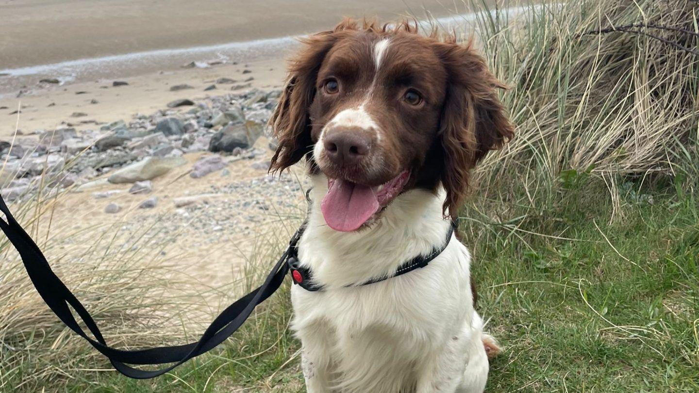 Dog dies after suspected adder bite near RAF Valley - BBC News