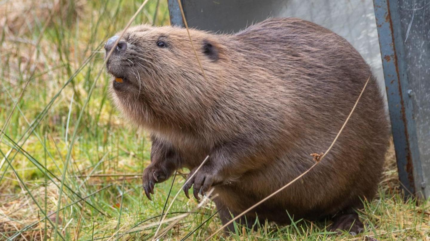 Beaver shot in face in Perthshire now raising a family - BBC News