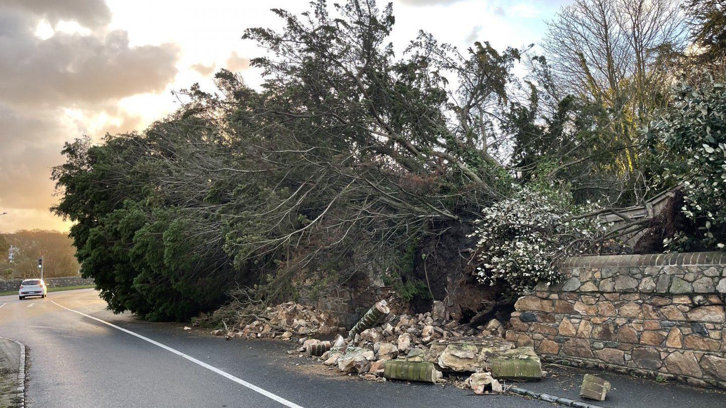 Guernsey tree appeal donations a 'great community effort' - BBC News