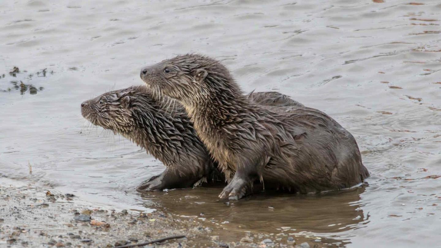 River Wansbeck otter cubs pictured playing - BBC News