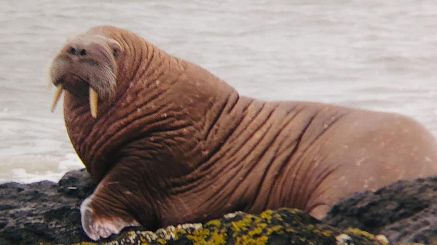 'Rare sighting' of walrus on rocks off Elie - BBC News
