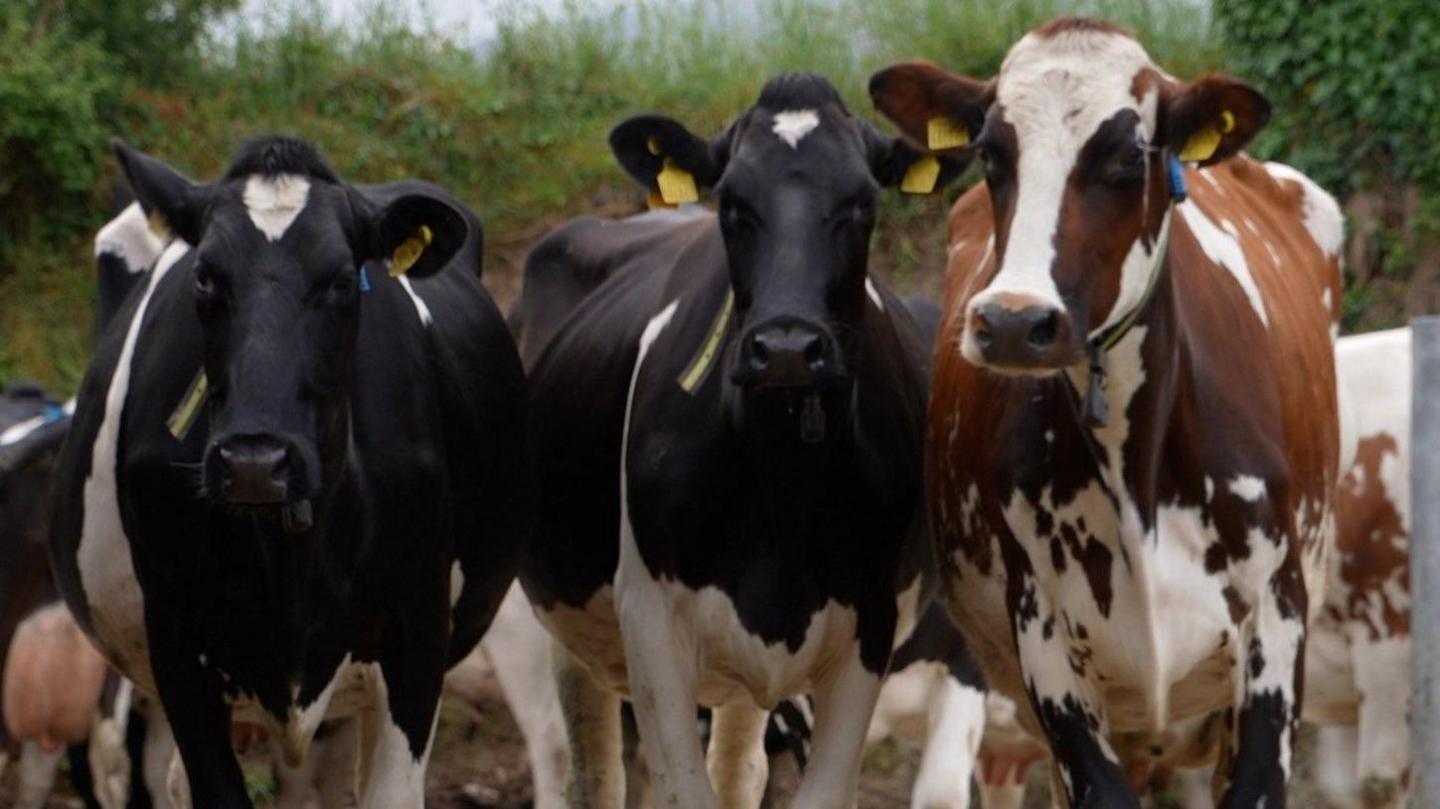 Rising costs putting Cornwall dairy farms 'under pressure' - BBC News