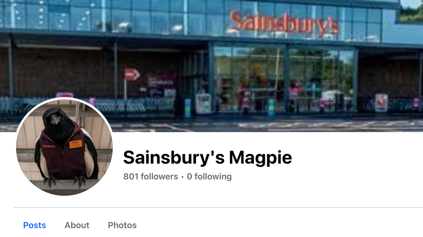 Magpie trapped in Godalming Sainsbury's superstore - BBC News