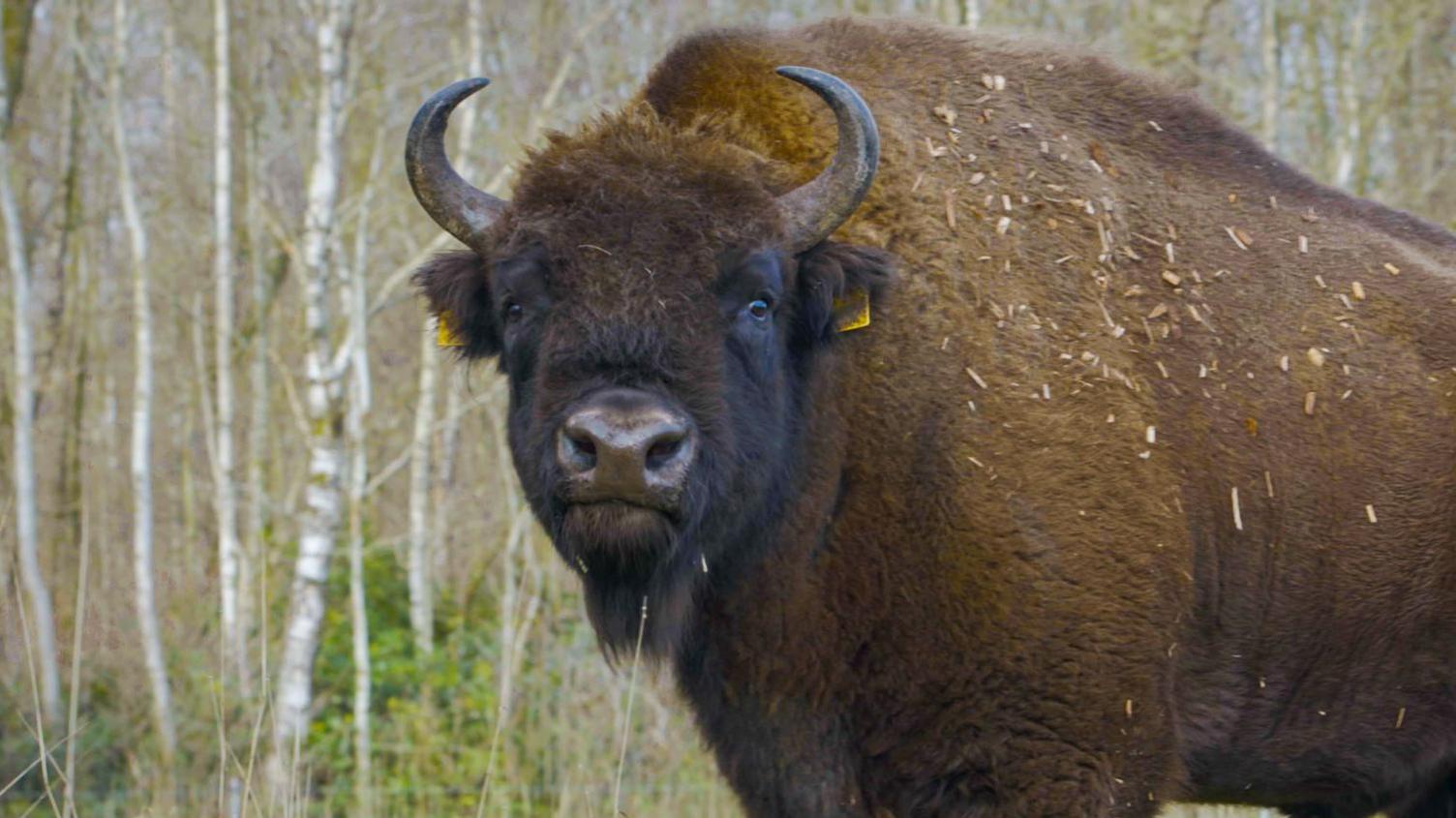 Hopes for breeding Kent bison herd in new UK location - BBC News