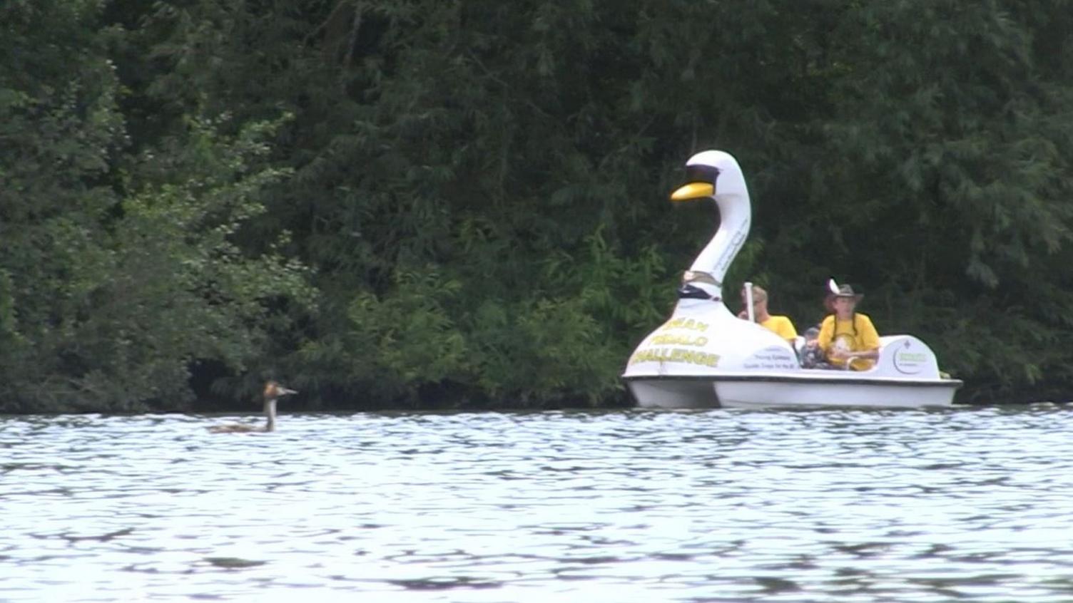 Swan pedalo completes 100-mile journey down the Thames - BBC News