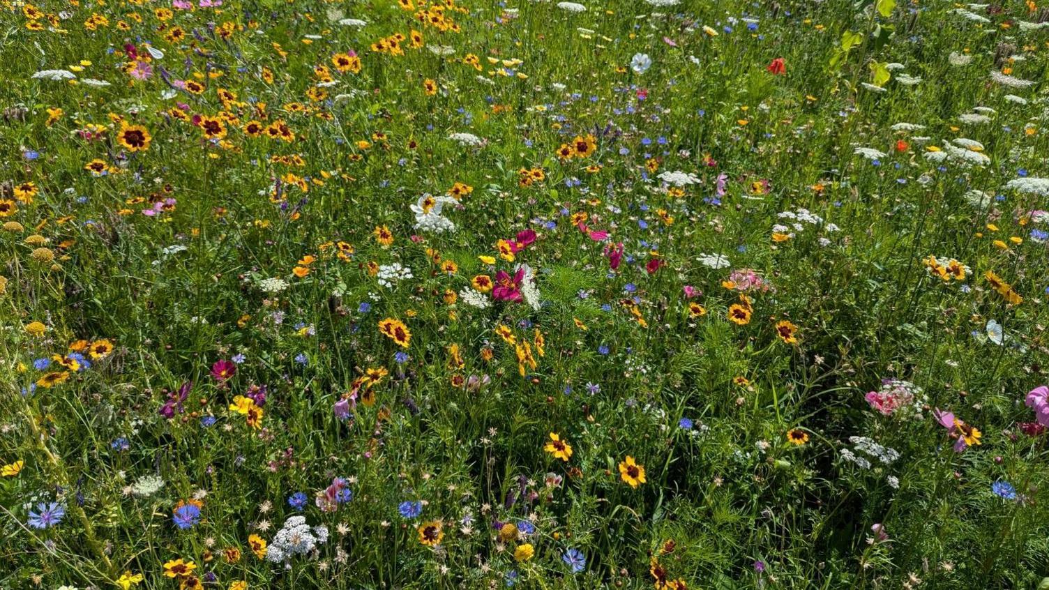 No Mow May campaign lets it all go wild for nature - BBC News