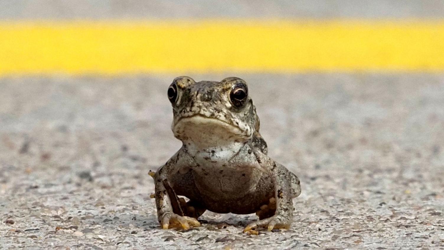 The highway toad: patrols help amphibian crossings in Wadebridge - BBC News