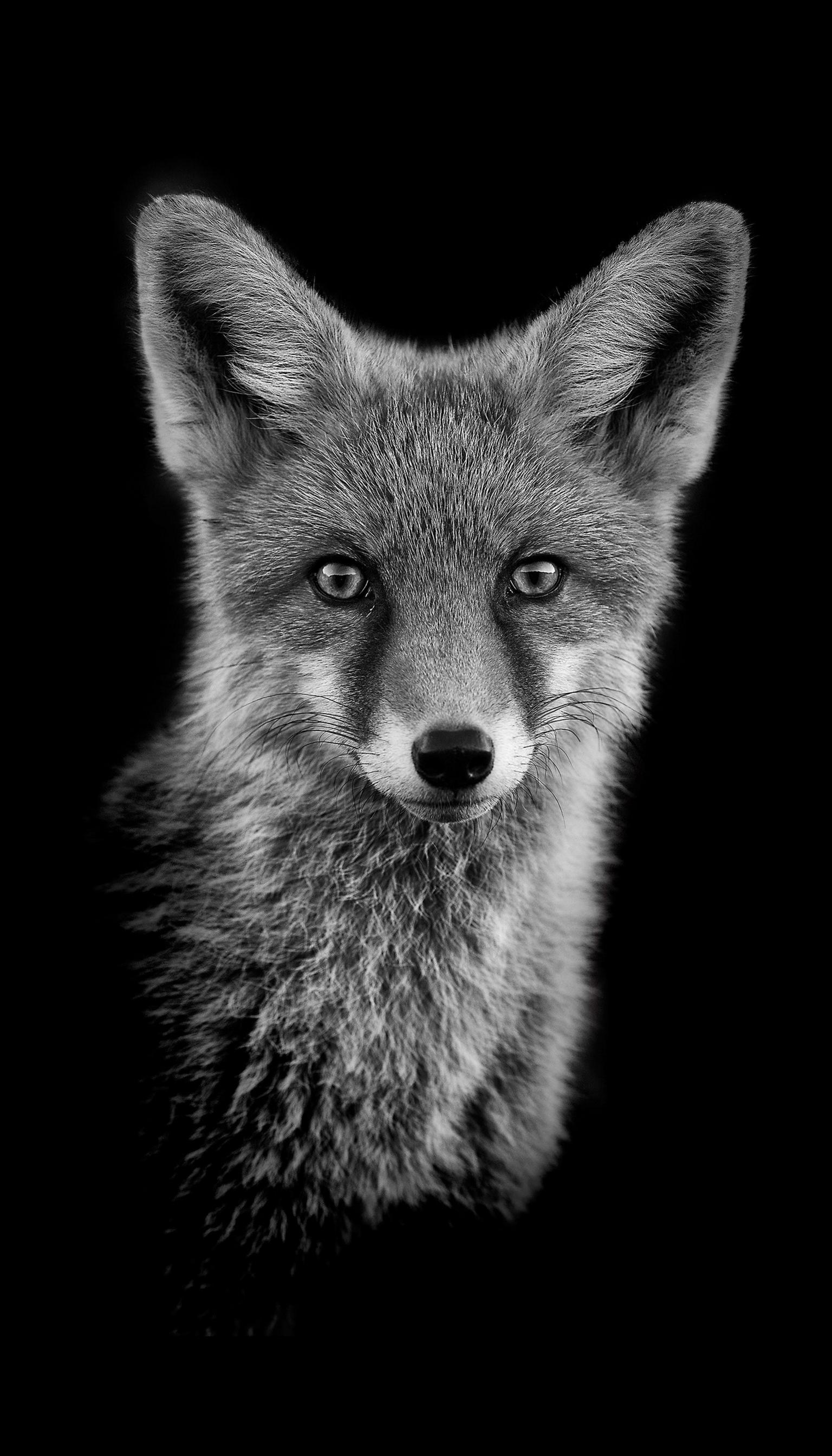 In pictures: Wildlife up close - BBC News