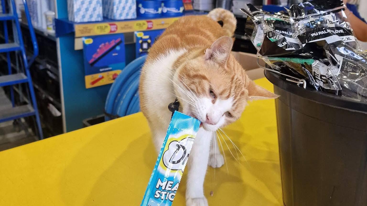 Stevenage railway cat lovers raise funds for memorial to Nala - BBC News