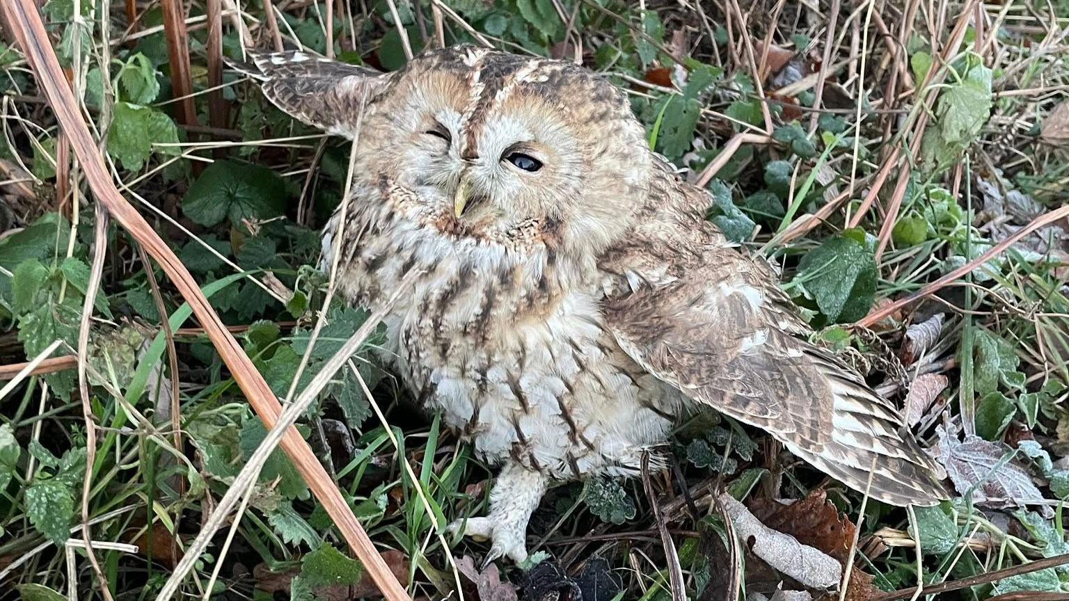 Injured tawny owl found by Hulland Ward roadside returned to the wild ...