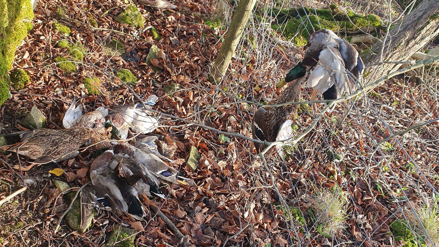 Dead ducks found in Derbyshire including one with gunshot wound - BBC News