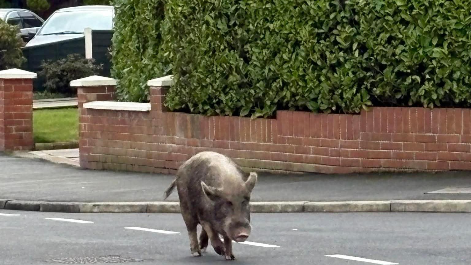 Pot-Bellied Pig trotting past Poolstock Tesco halts traffic - BBC News
