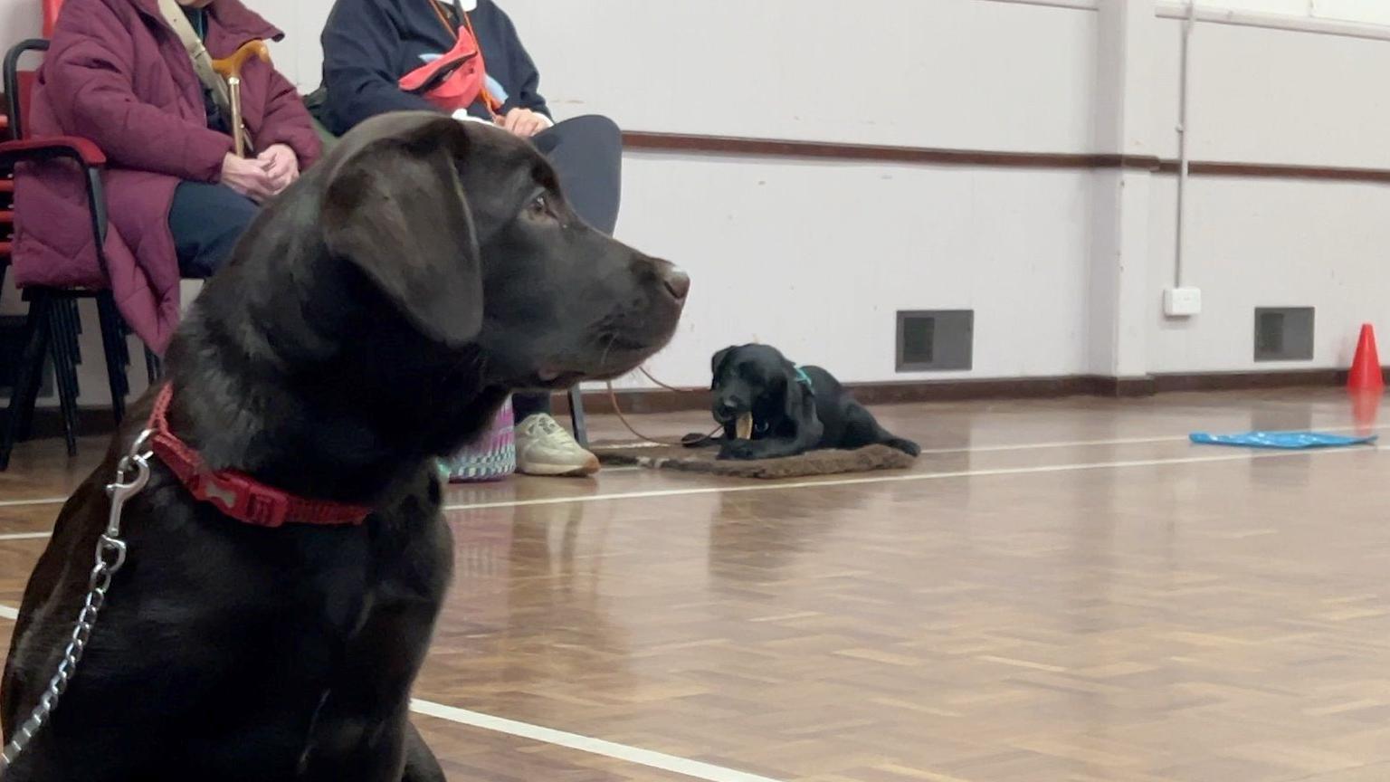 Dogs for autism plea for puppy-training volunteers - BBC News