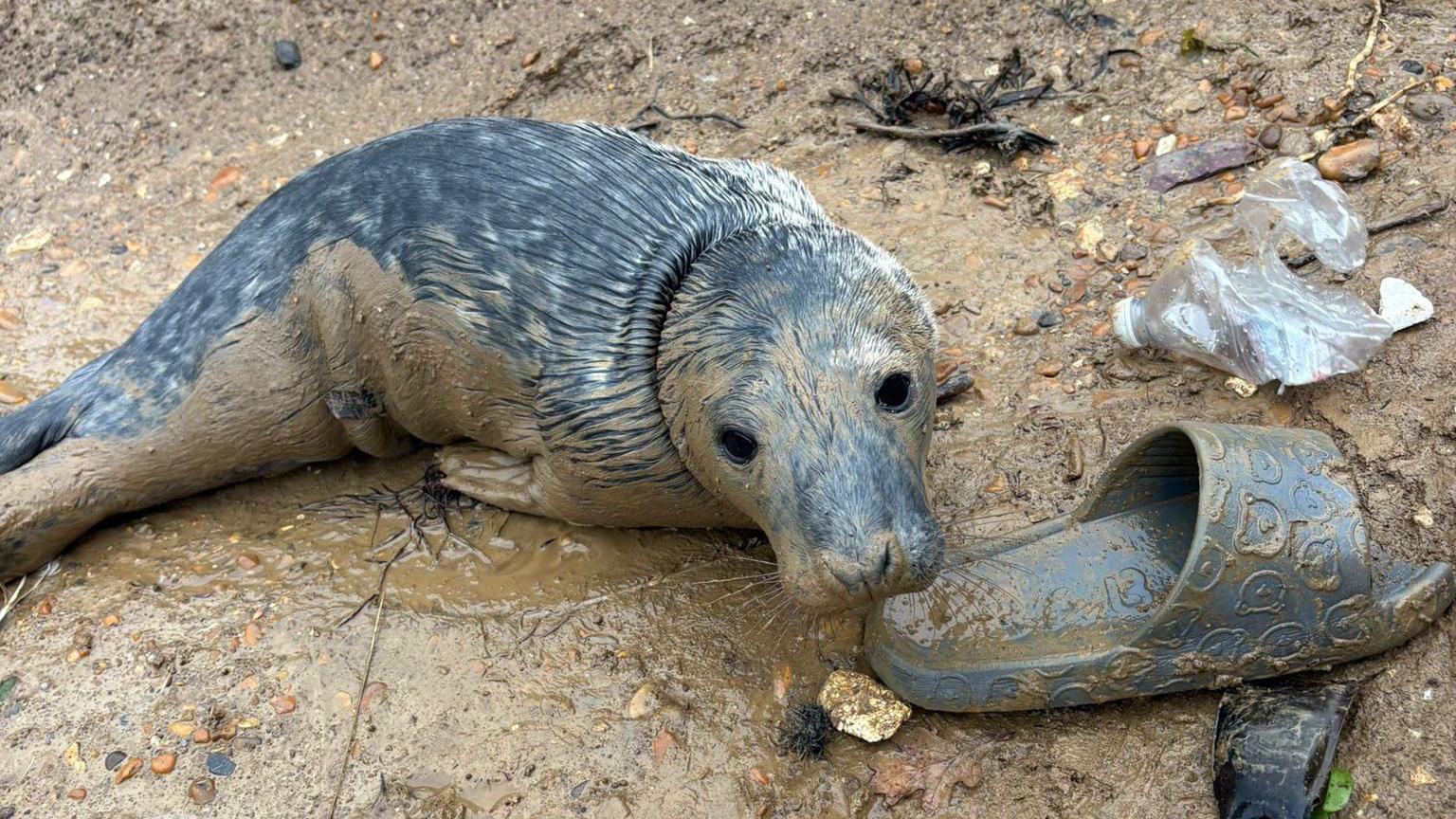 Underweight seal pup recovering after Seatown beach rescue - BBC News