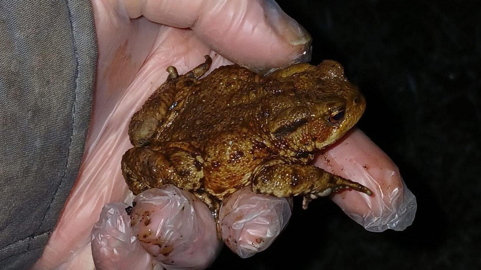The highway toad: patrols help amphibian crossings in Wadebridge - BBC News