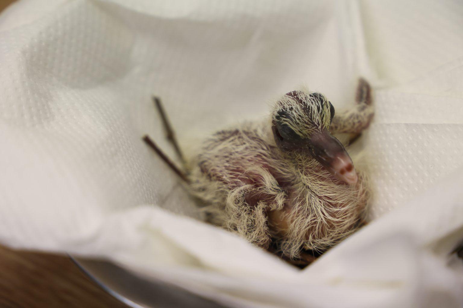 Rare pink pigeon baby hand-reared at zoo - BBC Newsround