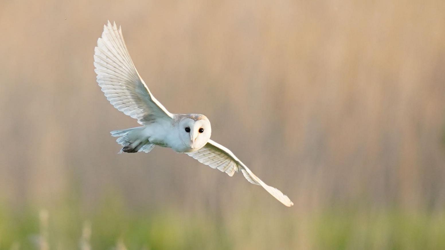 Record number of barn owls could be born in Jersey in 2023 - BBC News