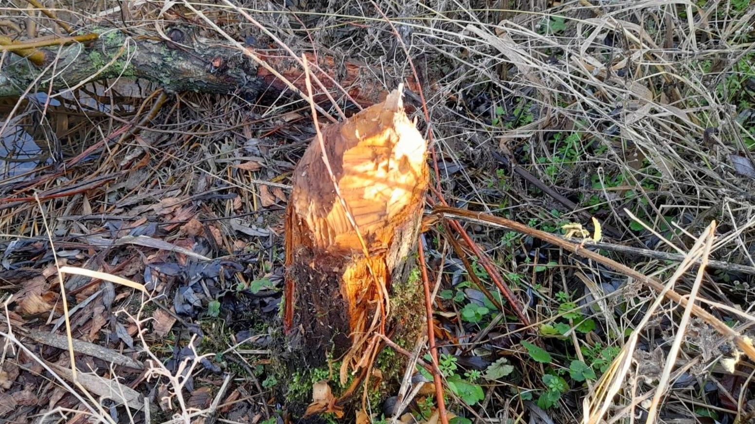Rare sighting of wild beaver made in the Little Ouse in Suffolk - BBC News
