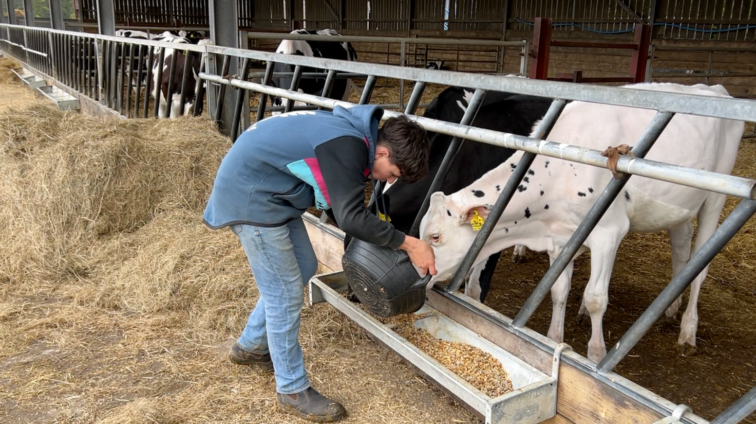 Farmers warn of ‘no future’ as milk prices fall below cost - BBC News