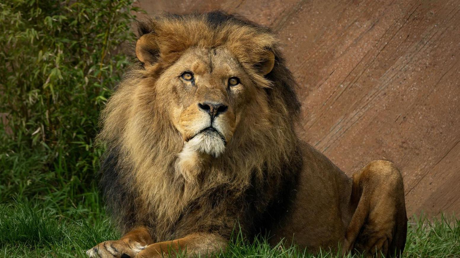 Colchester Zoo's last lion put to sleep after health decline - BBC News