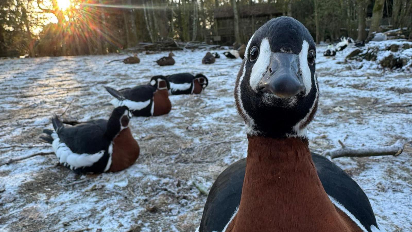 Snow 2026: Animals at Cotswold Wildlife Park enjoy a snow day - BBC ...