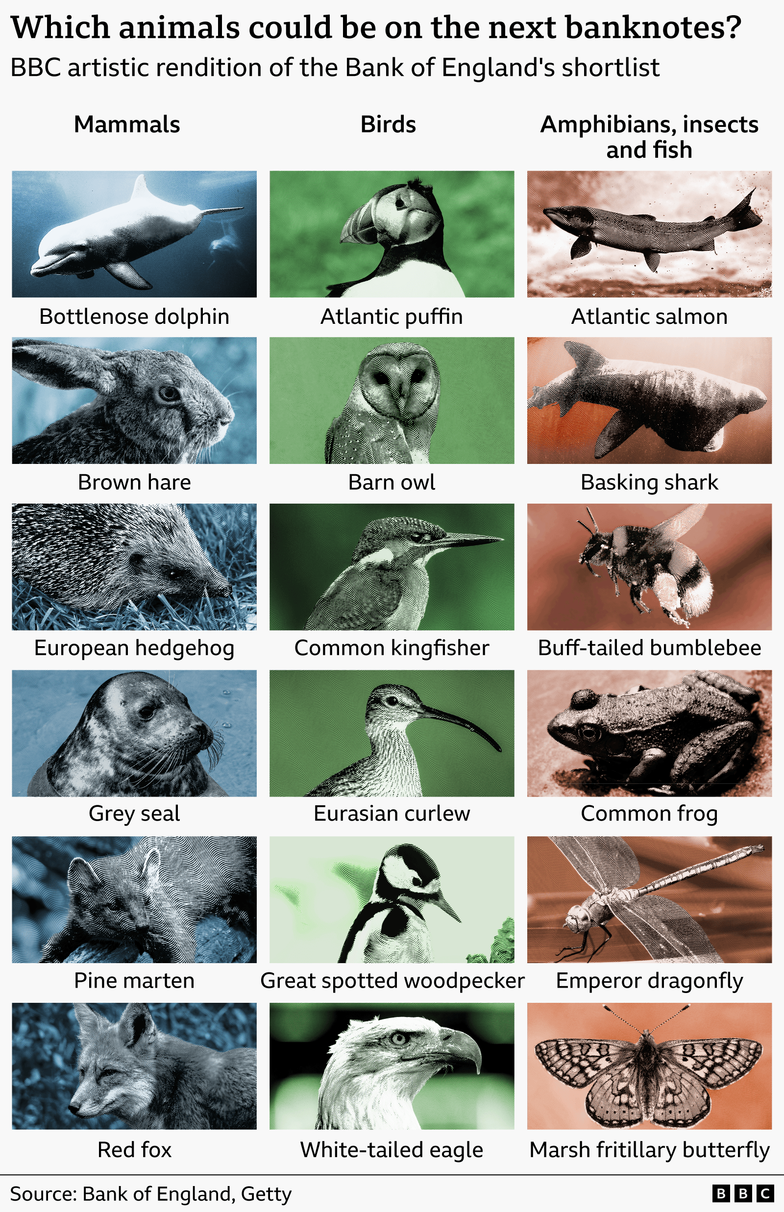 Puffin and bumblebee among 18 creatures shortlisted to feature on ...
