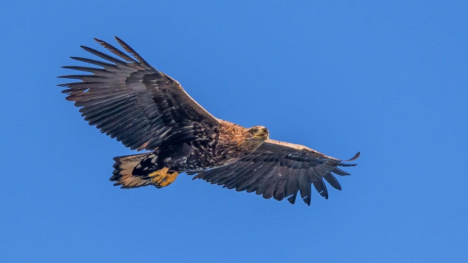 Rare white-tailed eagle disappearance investigated by police - BBC News