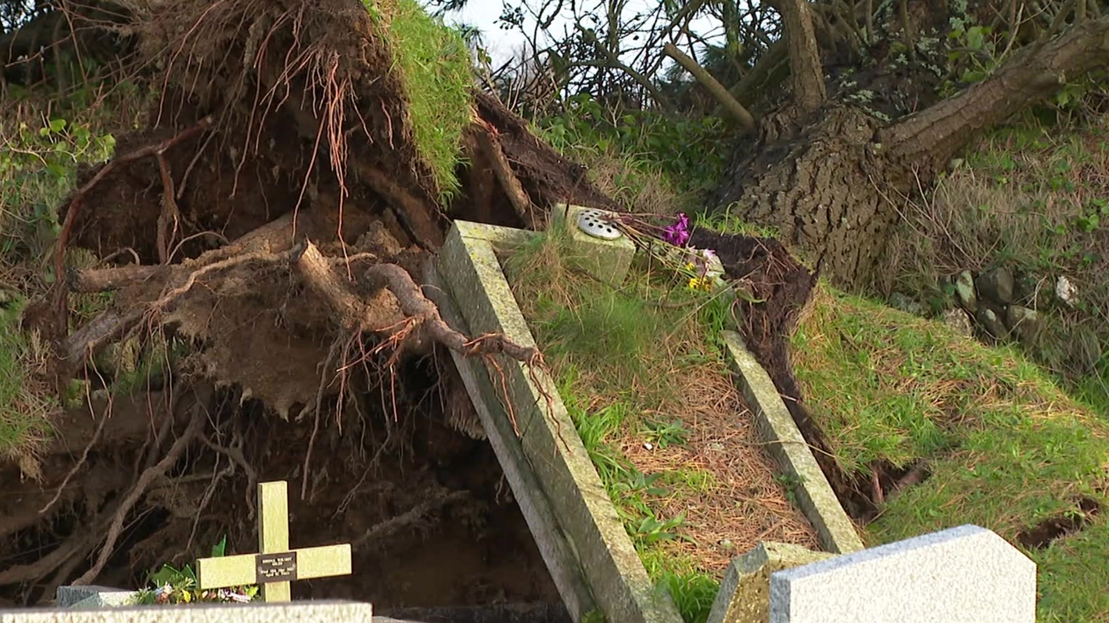 Graves disturbed in Cornwall after Storm Goretti uproots trees - BBC News