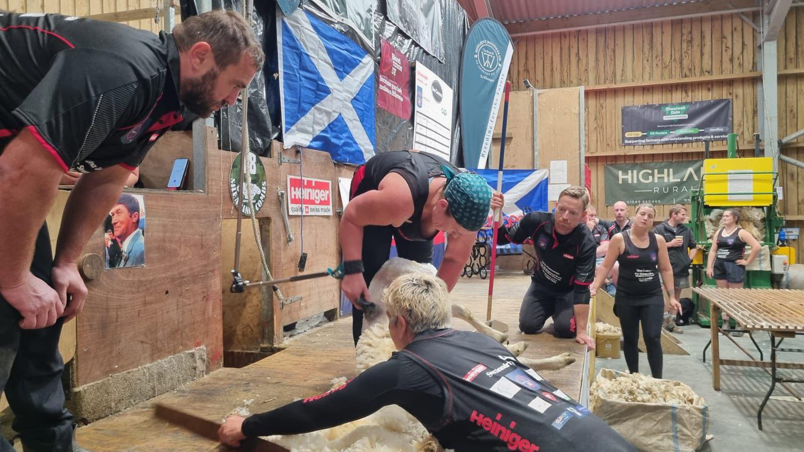 New world record...for shearing sheep - BBC Newsround