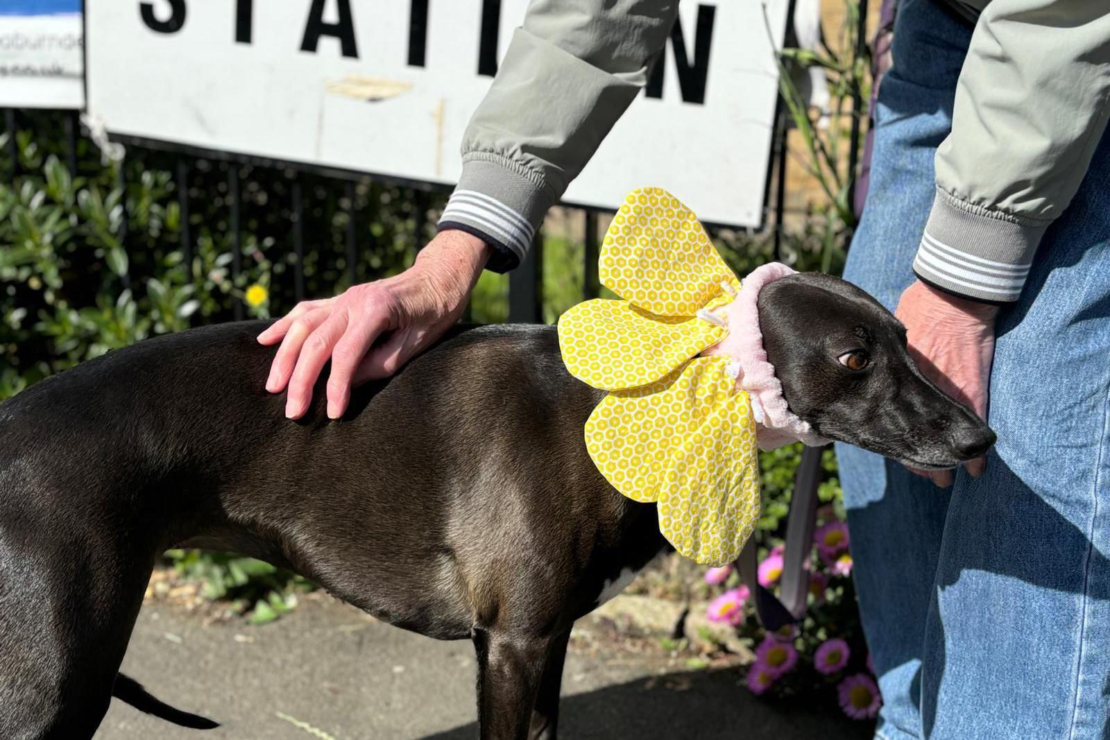 General election 2024: Check out these dogs at polling stations - BBC ...