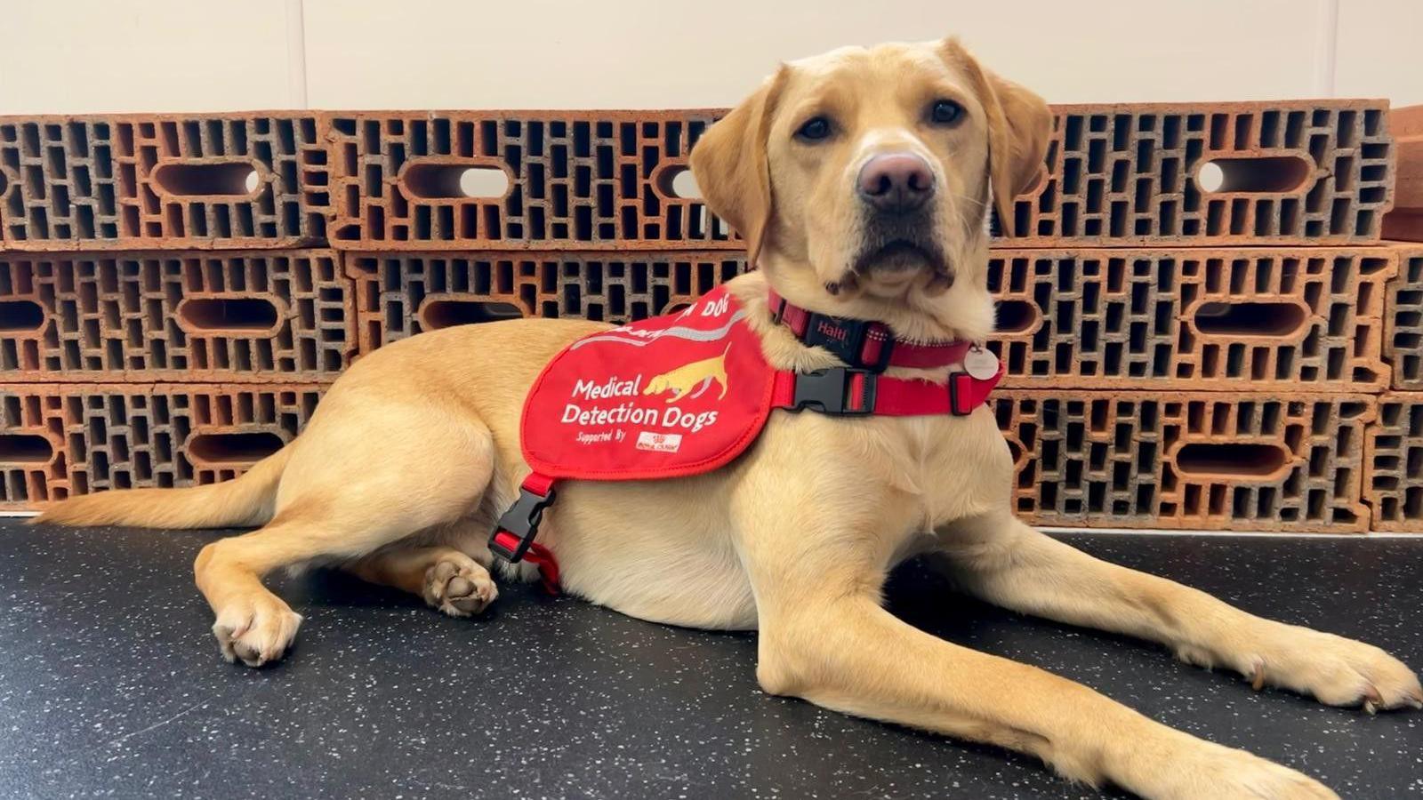Battersea rescue dog trained to detect lung infection - BBC News