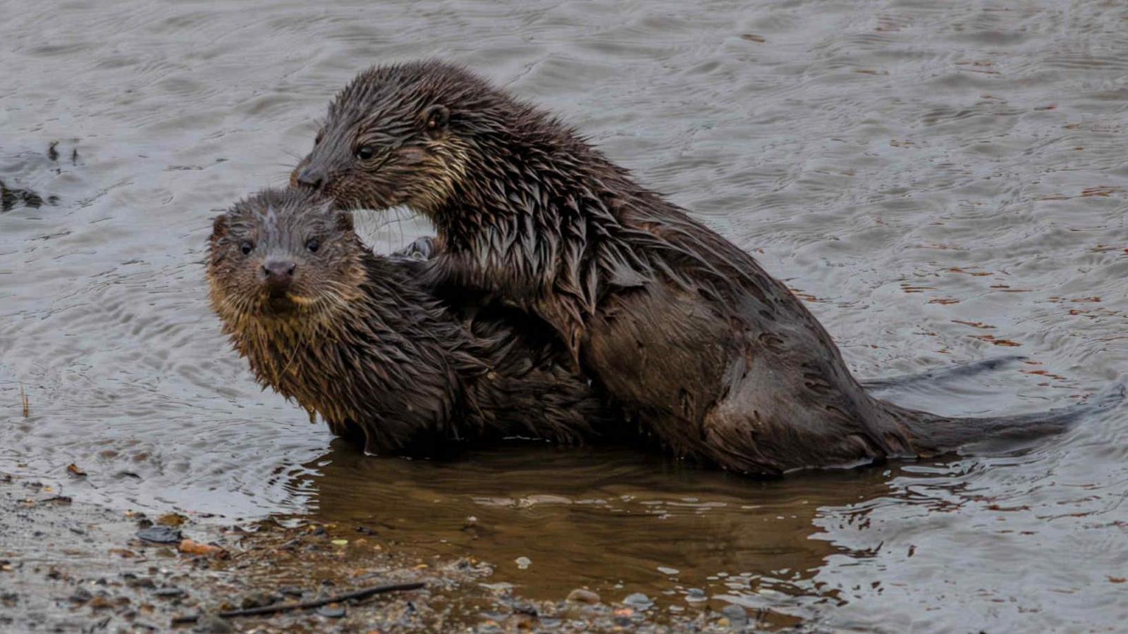 River Wansbeck otter cubs pictured playing - BBC News