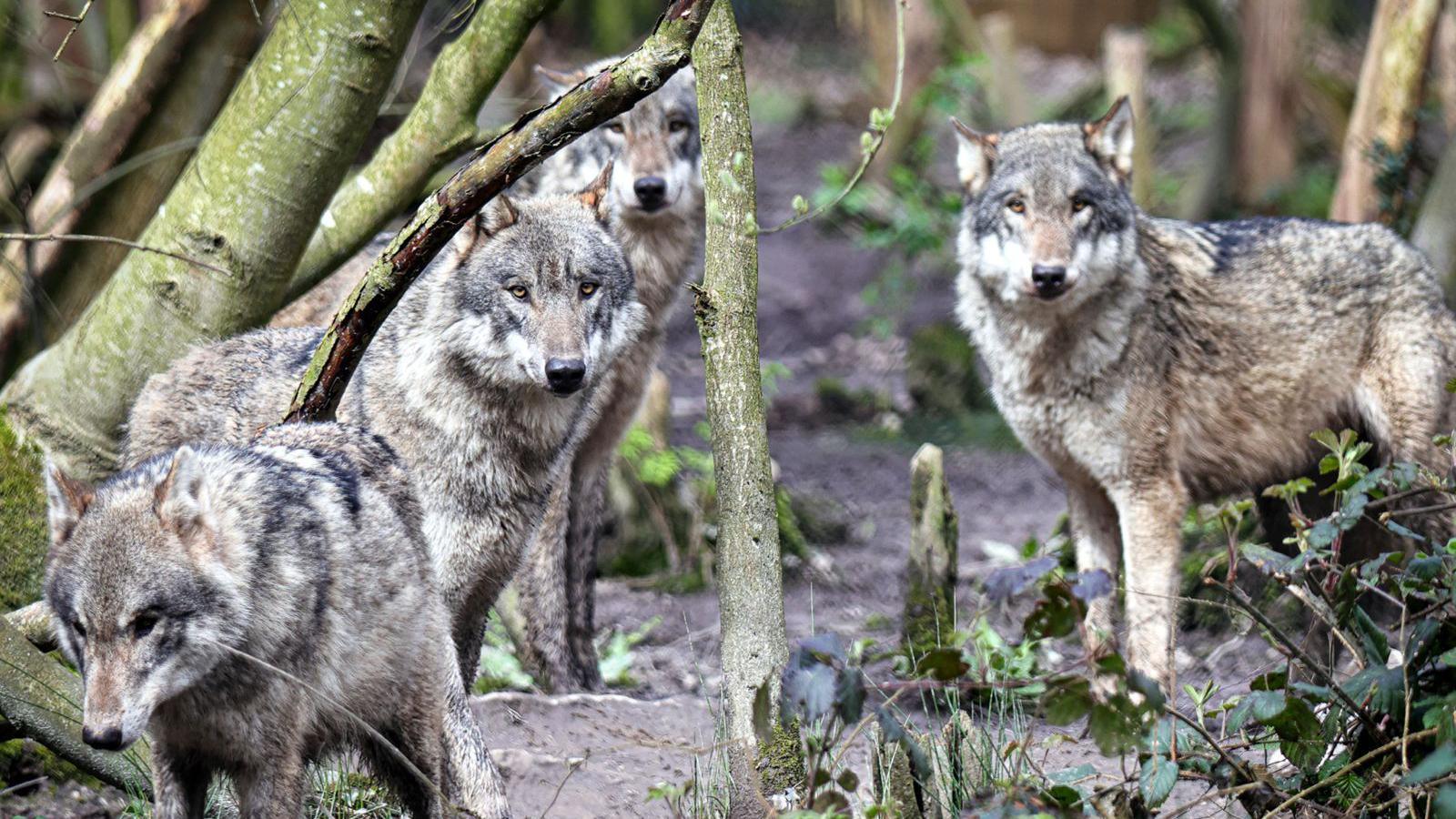 Wildwood Trust to review keeping captive wolves after cull - BBC News