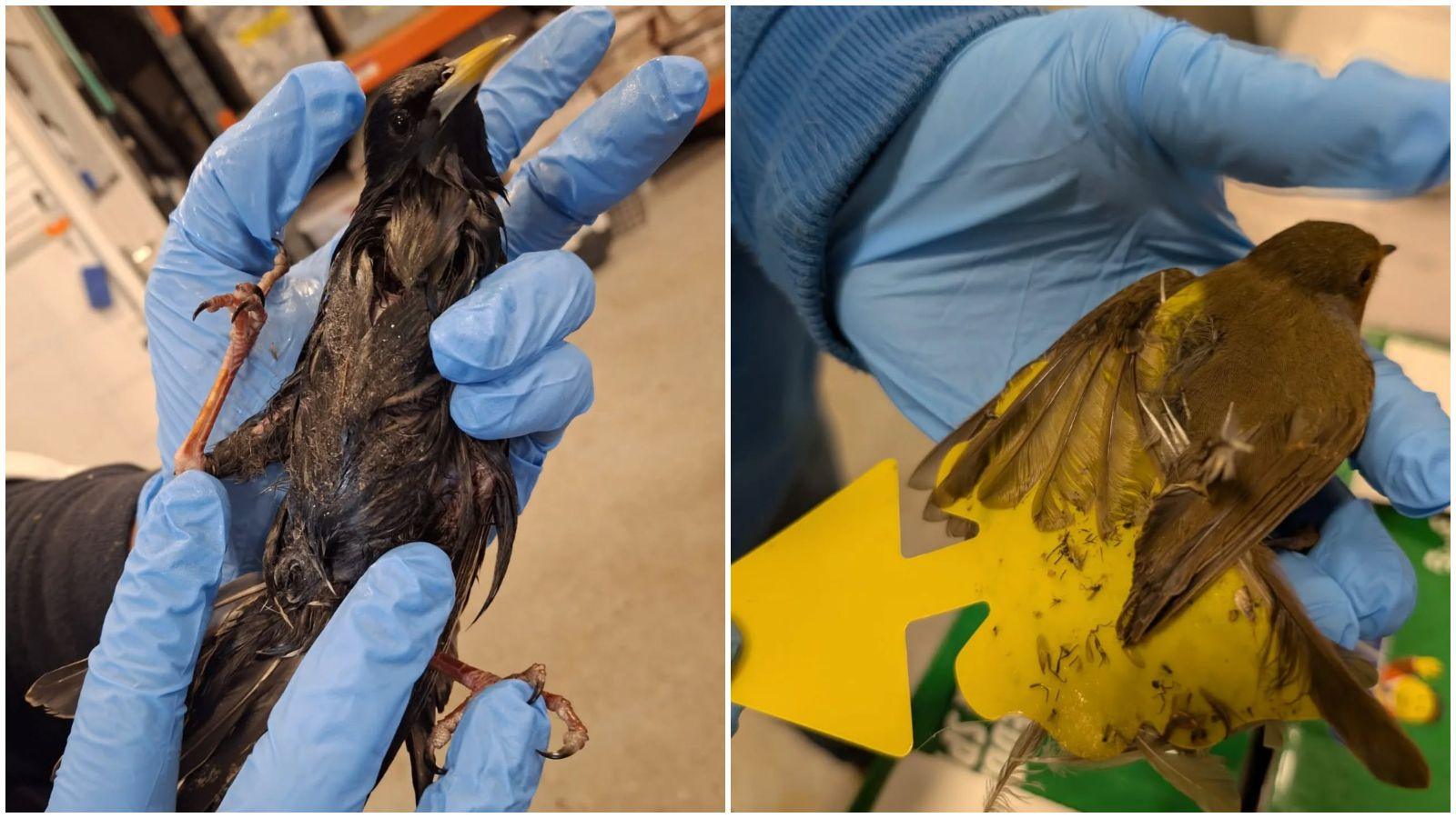 Warning after birds glued down by sticky rodent traps - BBC News