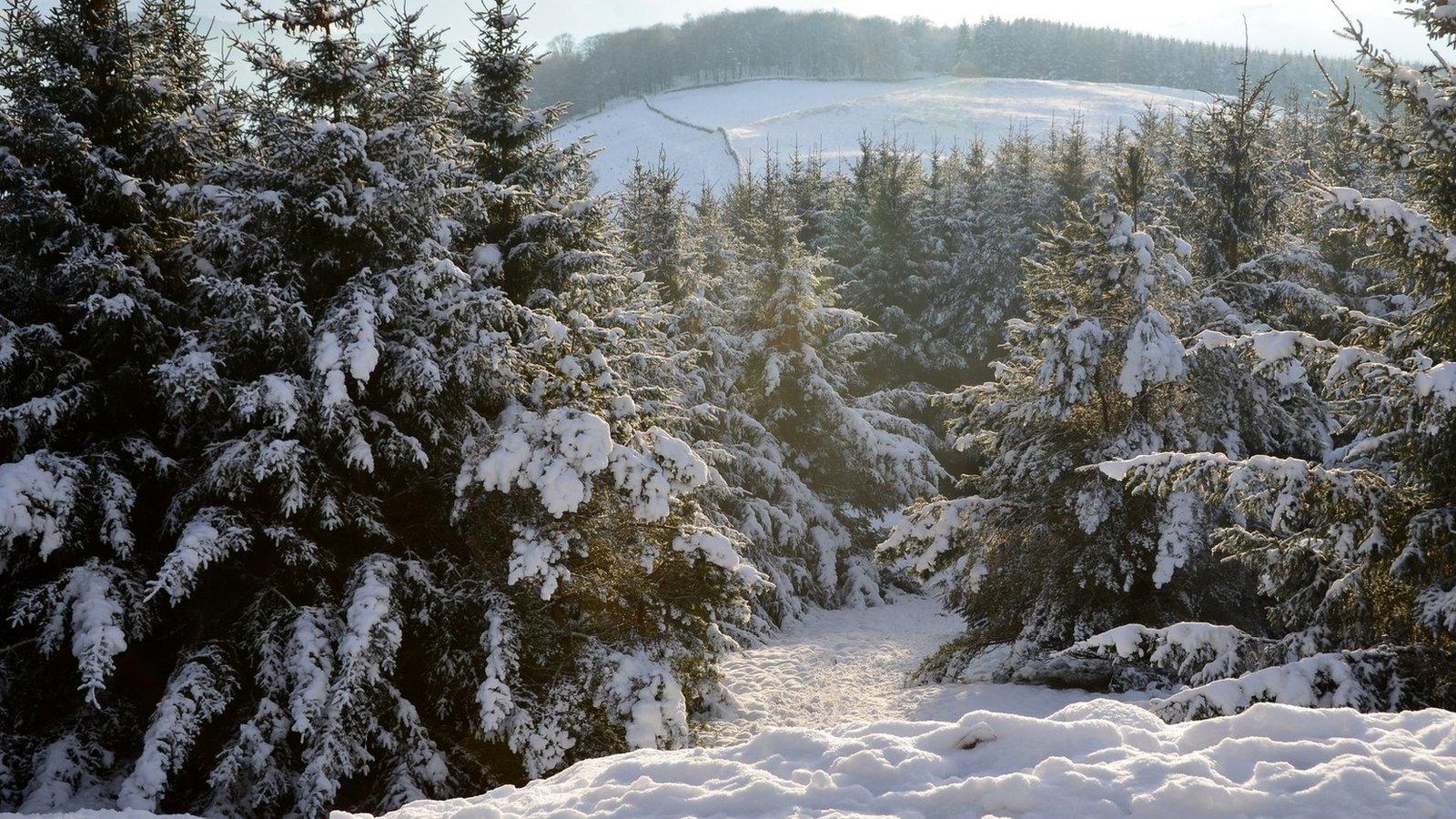 Helicopter joined Venlaw Forest indecency hunt - BBC News