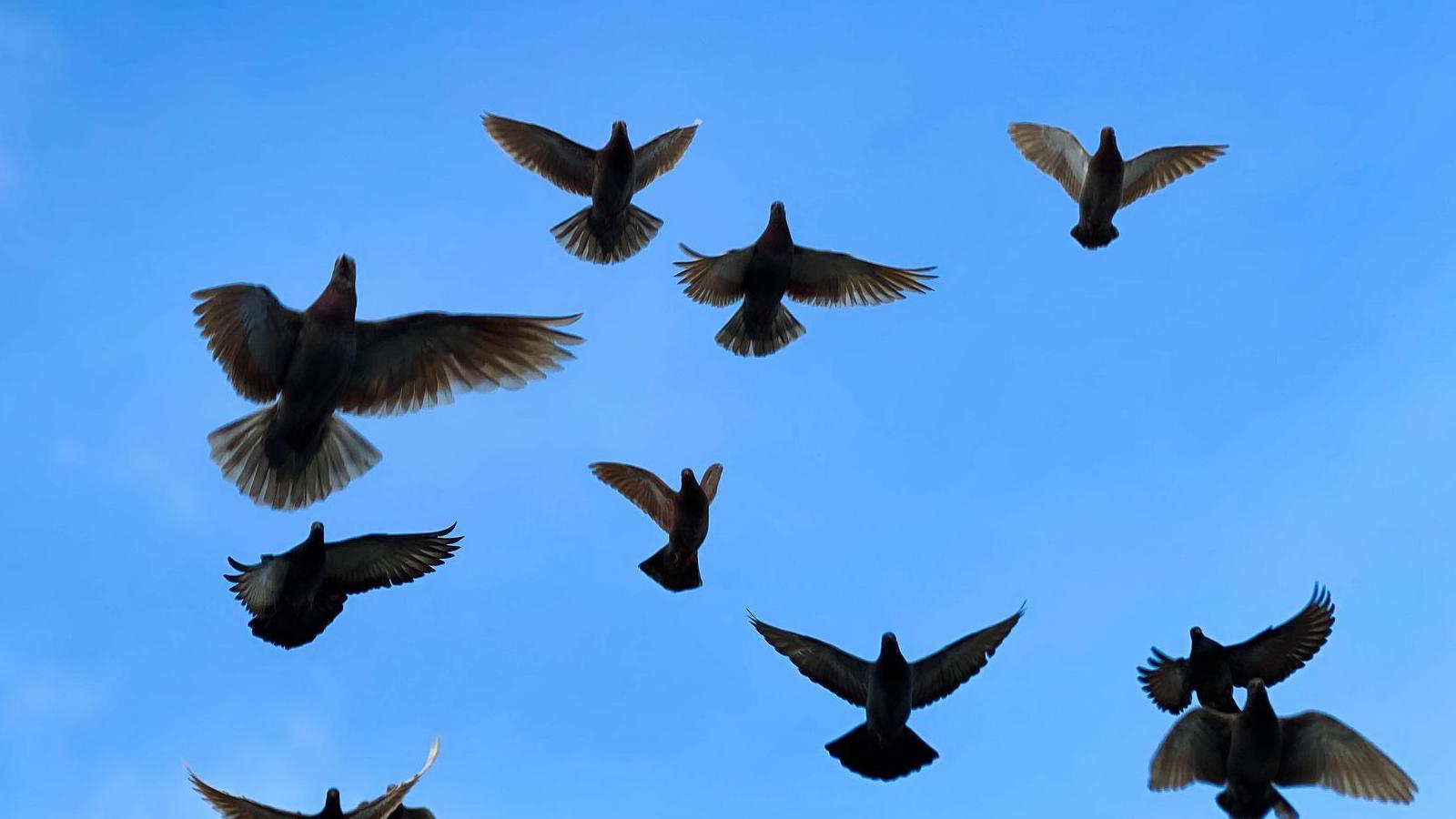 Homing pigeons trust their gut to get home, study says - BBC Newsround