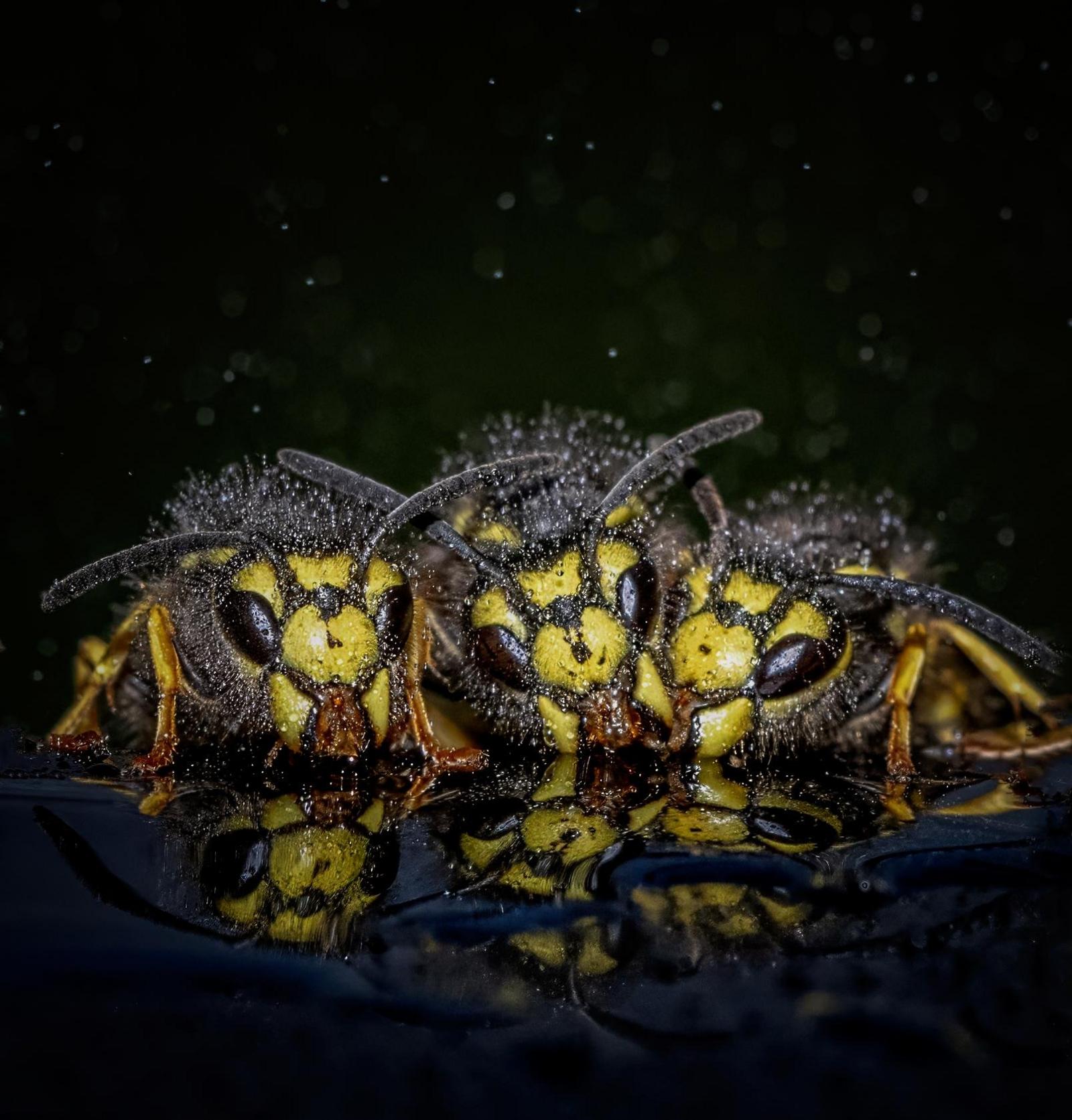 LCE photographer of the year 2024: Anti-gravity dog and thirsty wasps ...