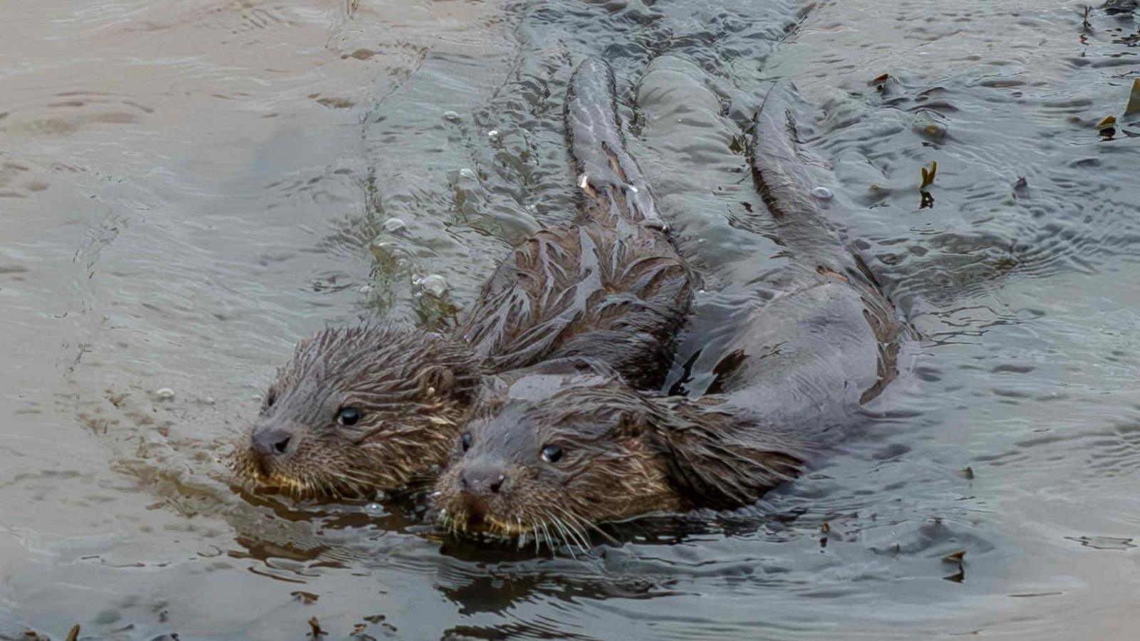 River Wansbeck otter cubs pictured playing - BBC News