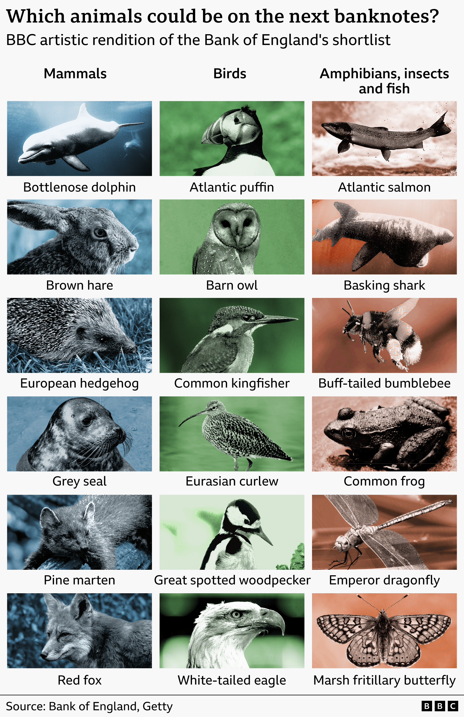 Puffin and bumblebee among 18 creatures shortlisted to feature on ...