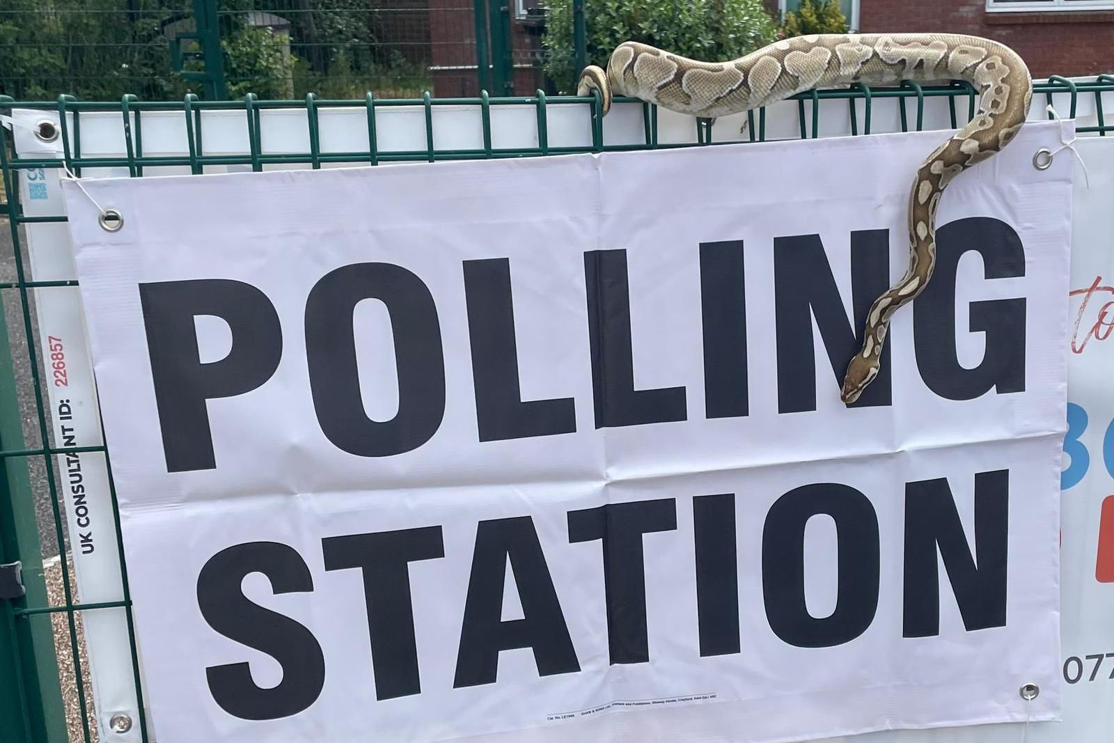 General election 2024: Check out these dogs at polling stations - BBC ...