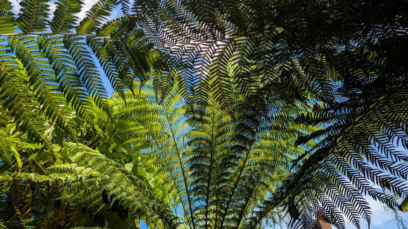 Newport couple turn mid-terrace garden into tropical jungle - BBC News