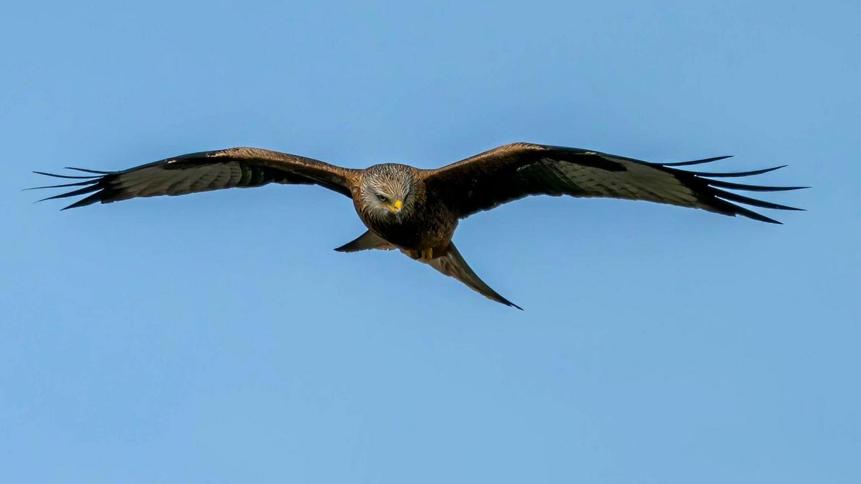 Red kite with sausage roll snapped by Banbury photographer - BBC News