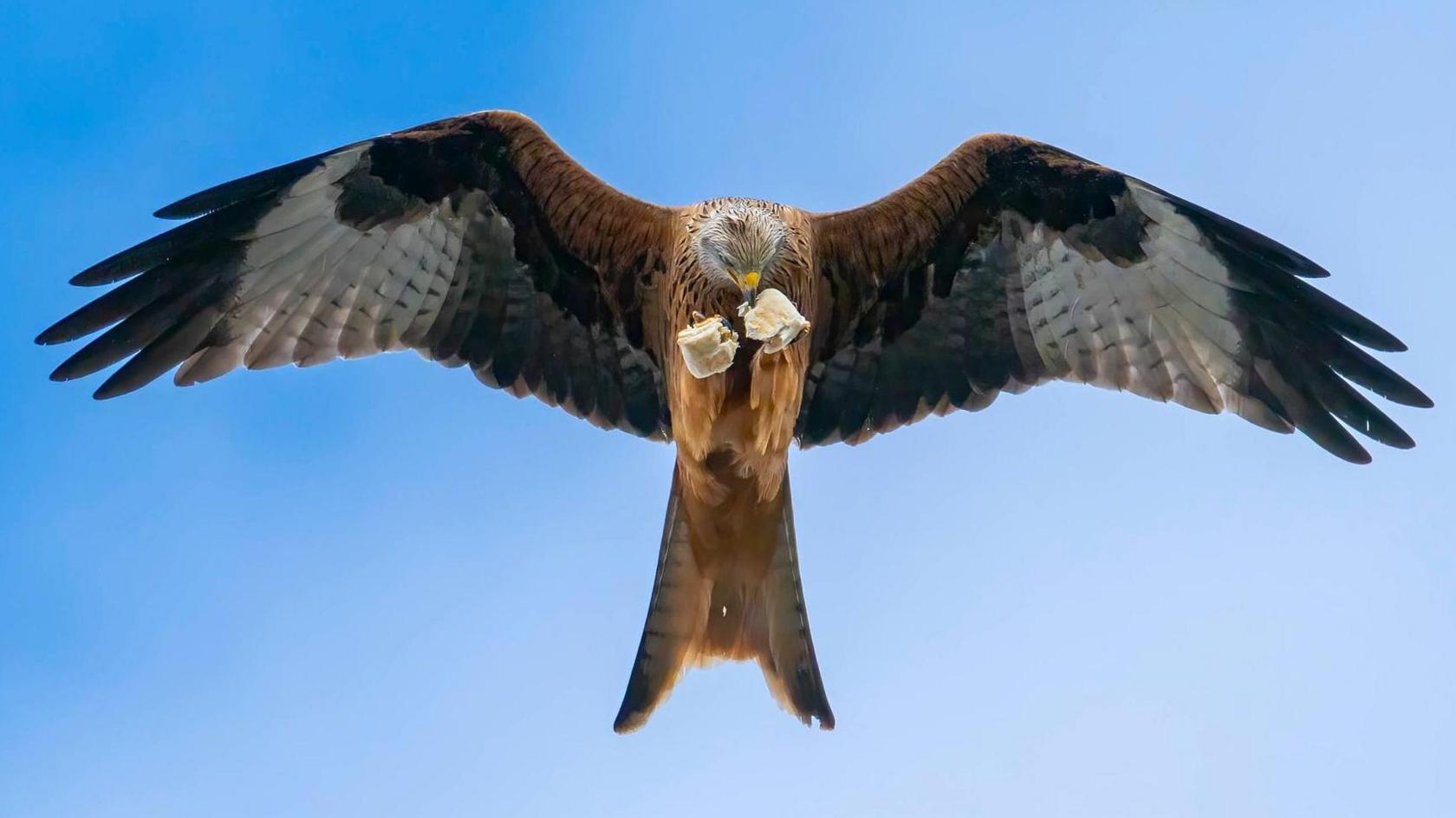 Red kite with sausage roll snapped by Banbury photographer - BBC News