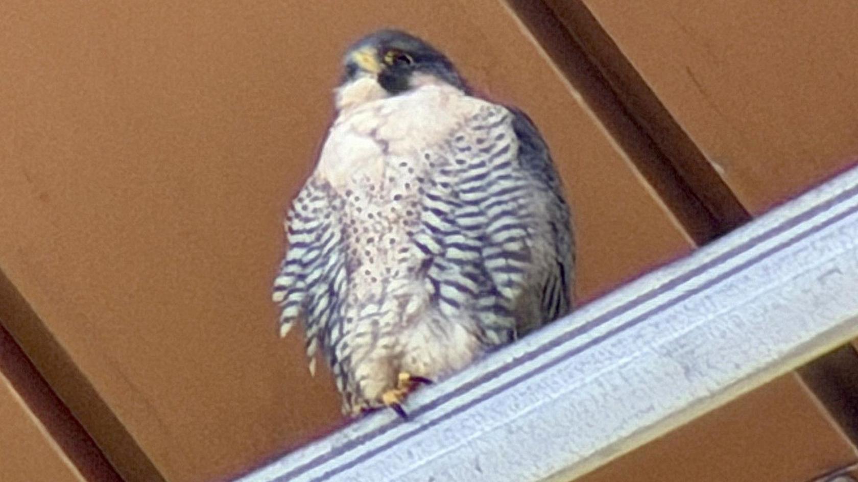 Peregrine falcon family make Glasgow Cineworld new perch - BBC News