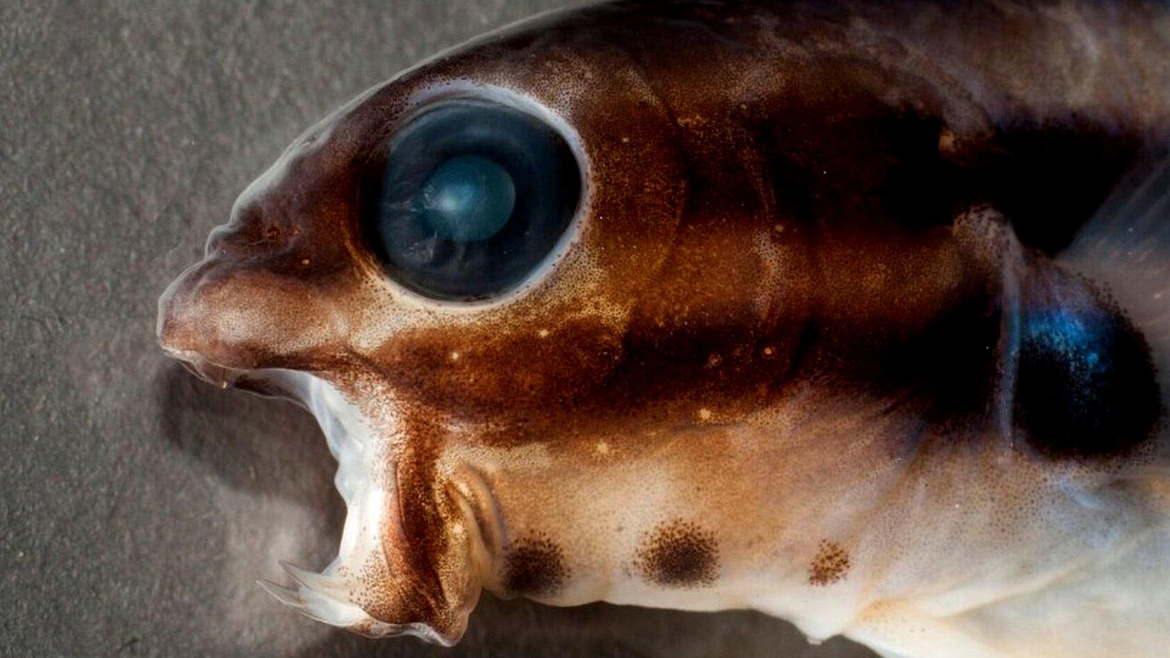 'Surprise' discovery of Europe's first cave-dwelling fish - BBC News