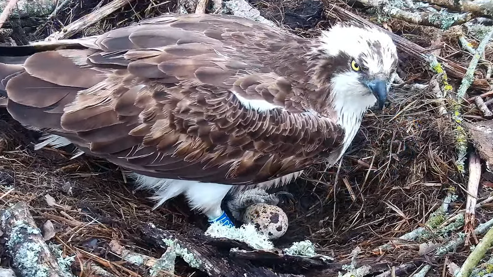 How ospreys were 'tricked' into breeding at Poole Harbour - BBC News