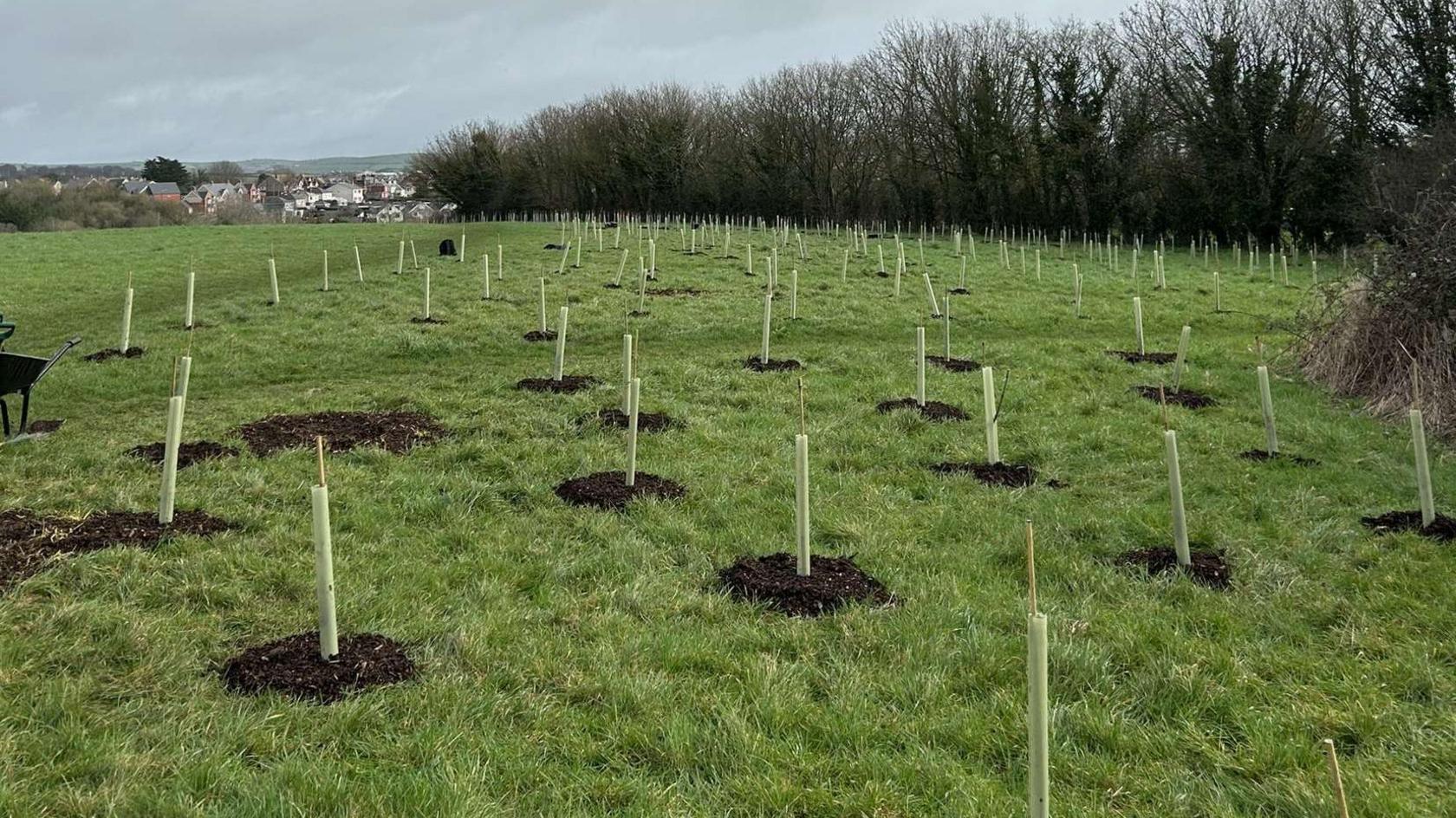 Weymouth: Volunteers plant hundreds of trees on Tumbledown farm - BBC News