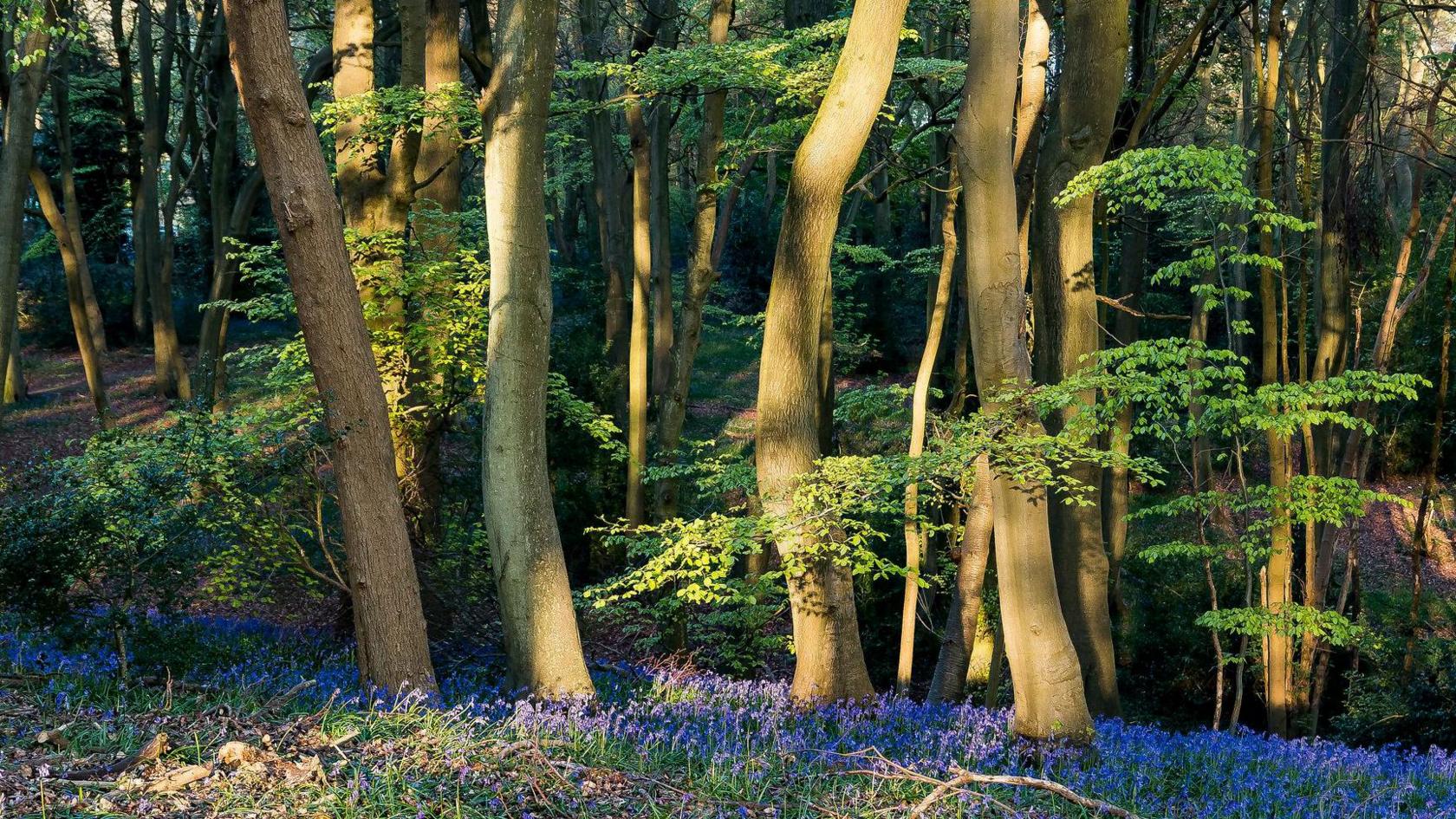 Where to see bluebells in the south this Easter - BBC News