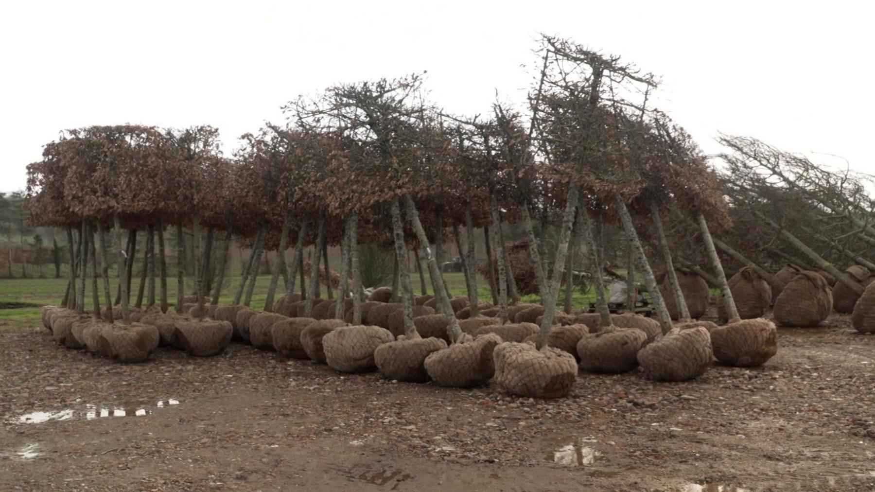 Hampshire tree-producing business struggling due to heavy rain - BBC News