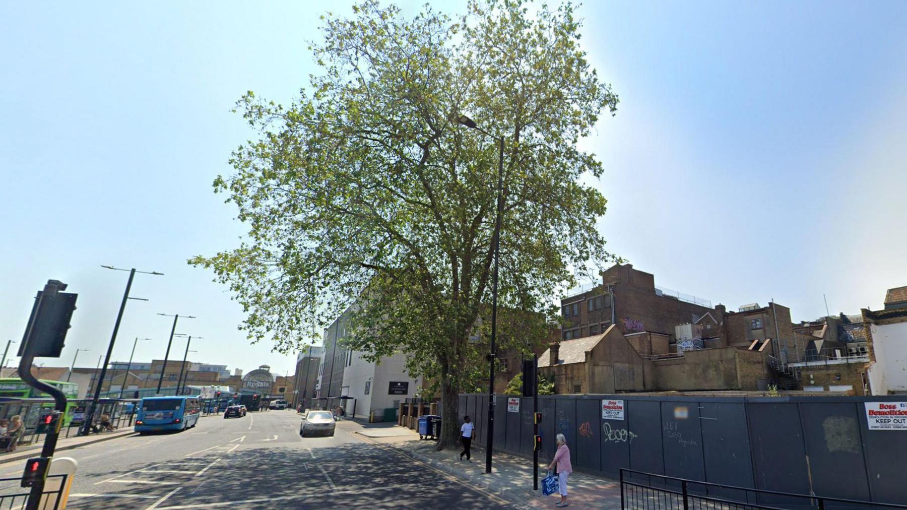 Southend council saves 150-year-old tree from being felled - BBC News